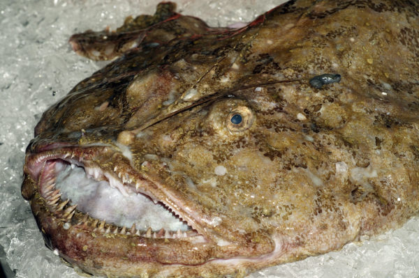 Recette de queue de lotte | Les Gourmandises de Némo